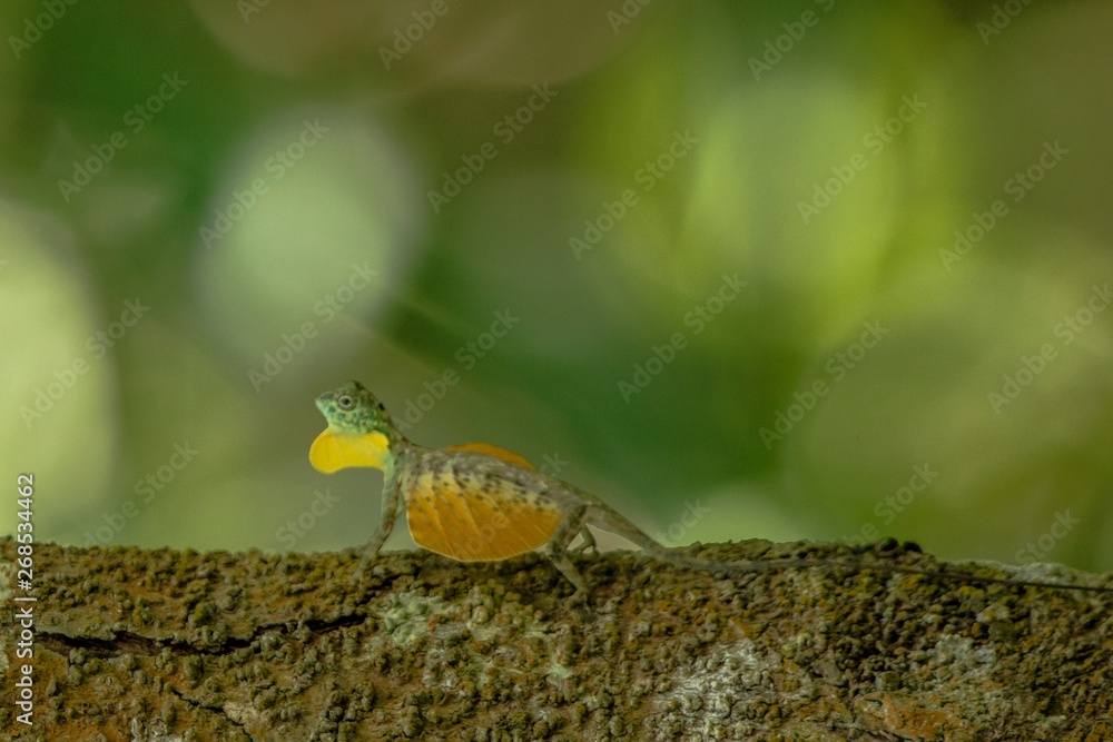 Draco volans, the common flying dragon on the tree in Tangkoko National ...