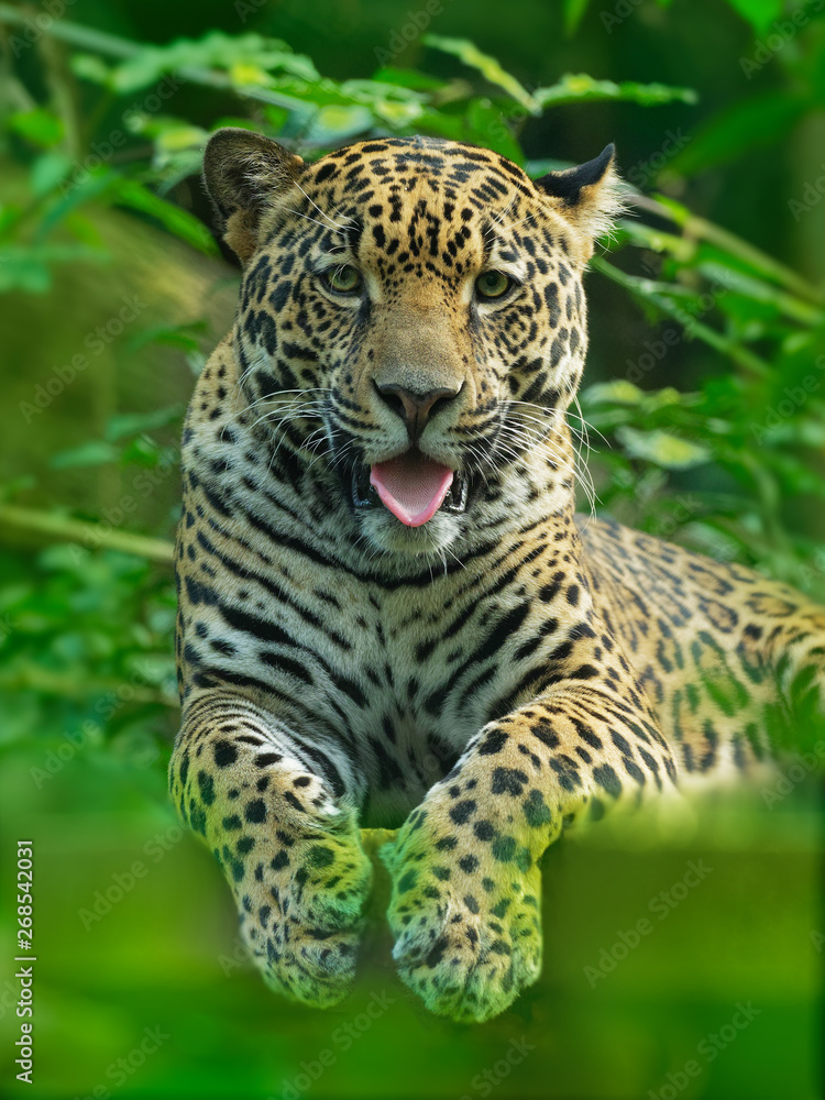 Jaguar Panthera Onca A Wild Cat Species The Only Extant Member Of Jaguar Panthera Onca A Wild Cat Species The Only Extant Member Of