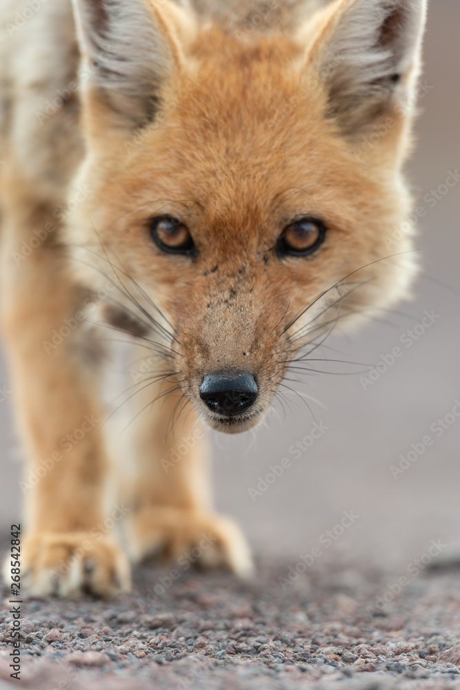 Portrait of culpeo (Lycalopex culpaeus) or Andean fox, at the Siloli ...