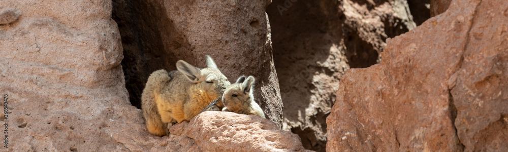 Mother and baby Viscacha sunbathing at Eduardo Avaroa Andean Fauna ...