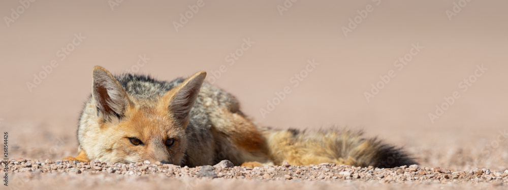 Portrait of culpeo (Lycalopex culpaeus) or Andean fox, at the Siloli ...
