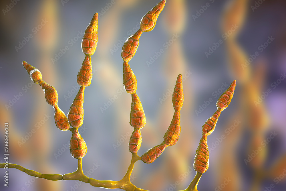 Mold Alternaria alternata, allergic fungus, 3D illustration. Alternaria ...