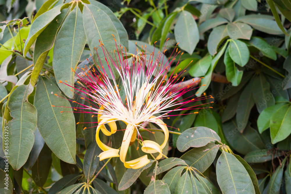 Flower of the Guiana Chestnut tree (Pachira Aquatica), the seeds are ...