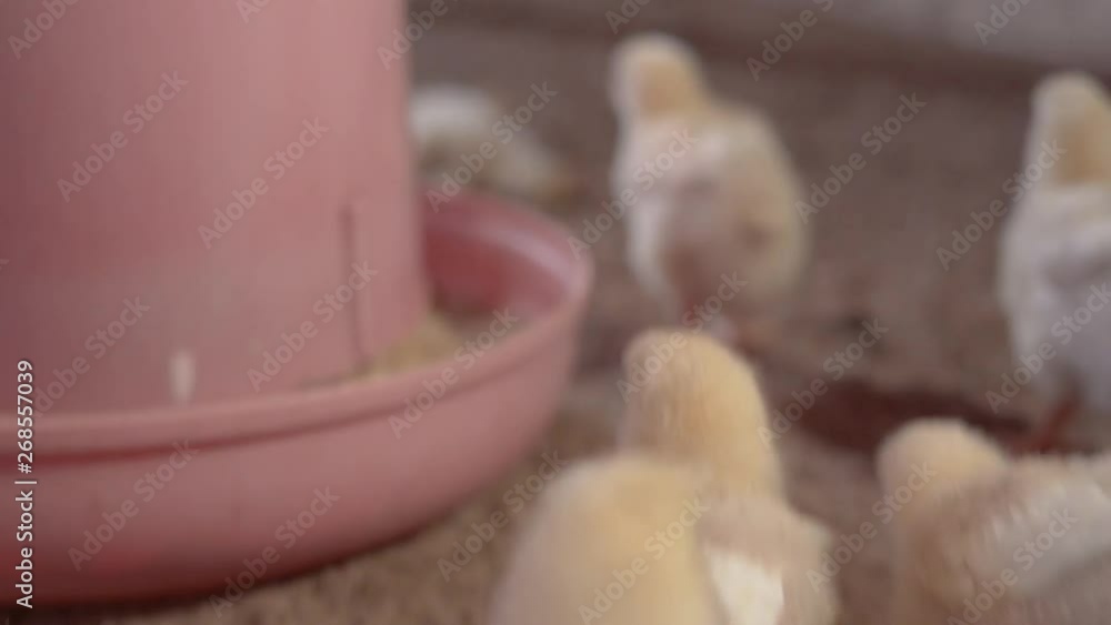A farmer is removing the dead chicken from the crowd pen in an Indian ...