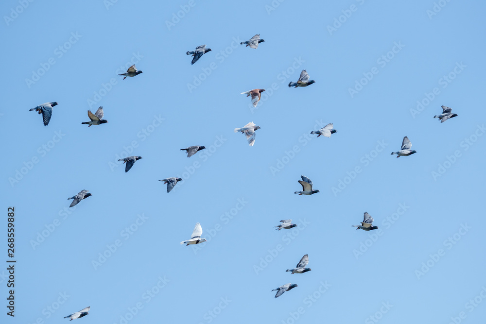 Flying racing pigeons and a blue sky Stock Photo | Adobe Stock