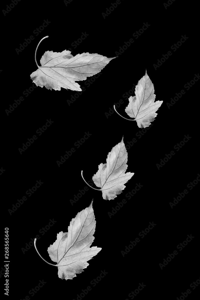 Hojas en blanco y negro Stock Photo | Adobe Stock