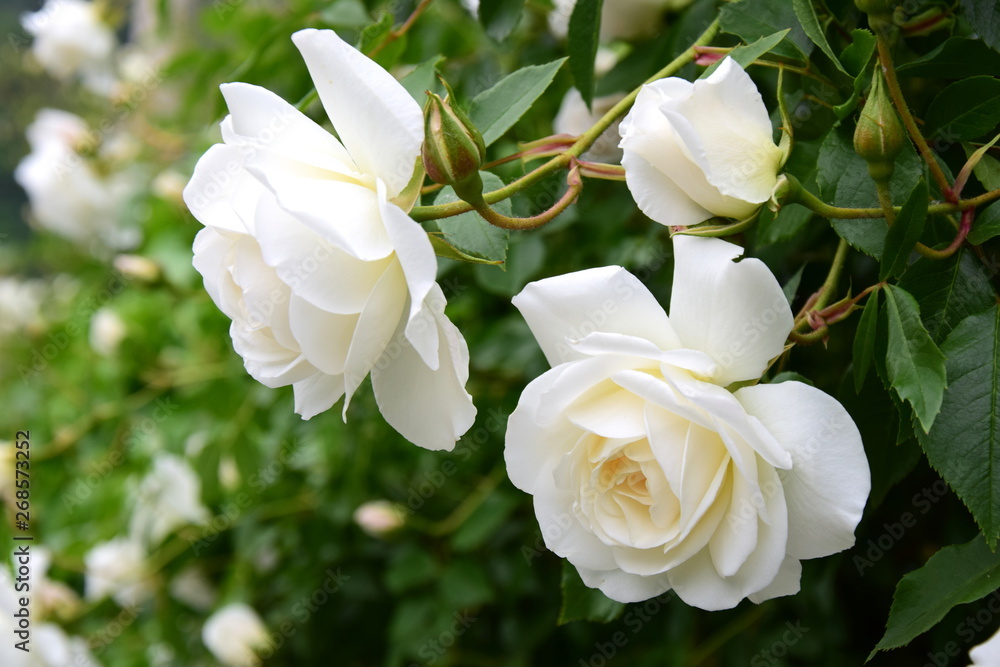 Weiße Rosen - Rosenbusch im Park Stock Photo | Adobe Stock