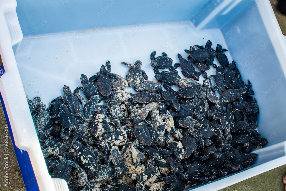 Newborn sea turtles ready for life at sea swim for salvation Stock ...