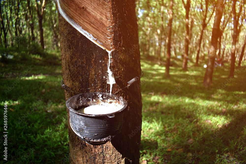 Close-up of rubber tree that is tapping rubber And there is a drop of ...