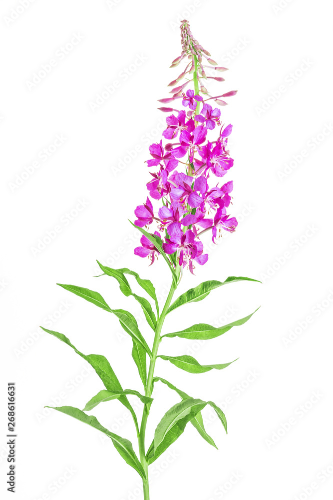 Fireweed (Rosebay Willowherb) isolated on white background. Willow-herb ...