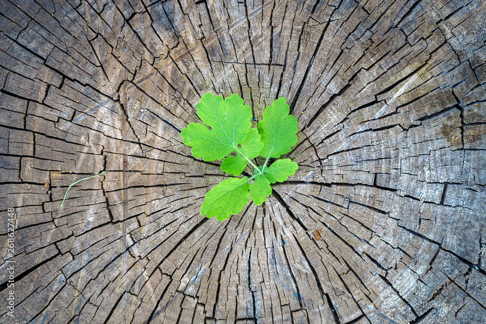 Ecology concept. Rising sprout plant of old wood and symbolizes the ...