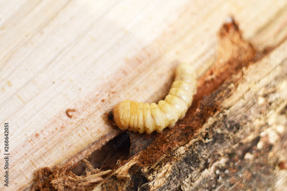 Larva of the longhorned beetle. Wood boring beetle. Big round headed ...