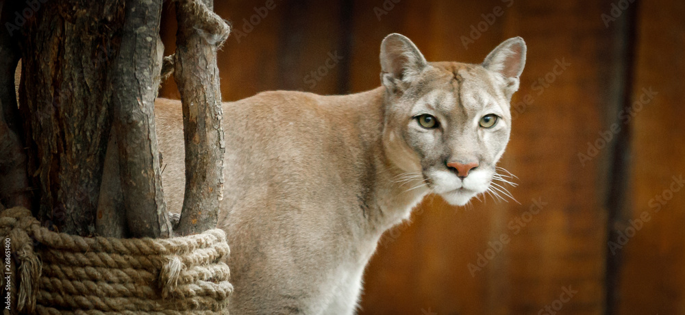 puma Stock Photo | Adobe Stock
