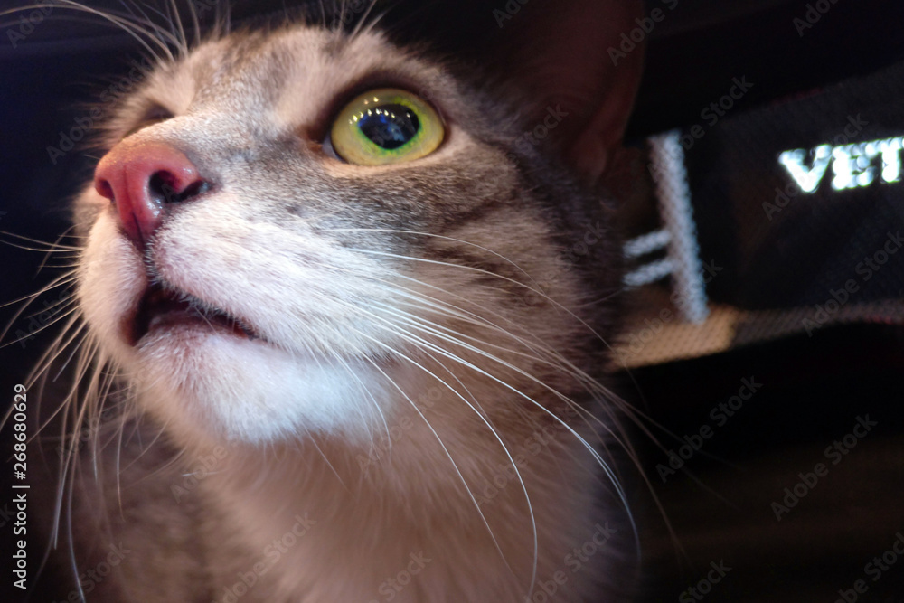 The cat looks scared in a new place. Startled looks in the veterinary ...