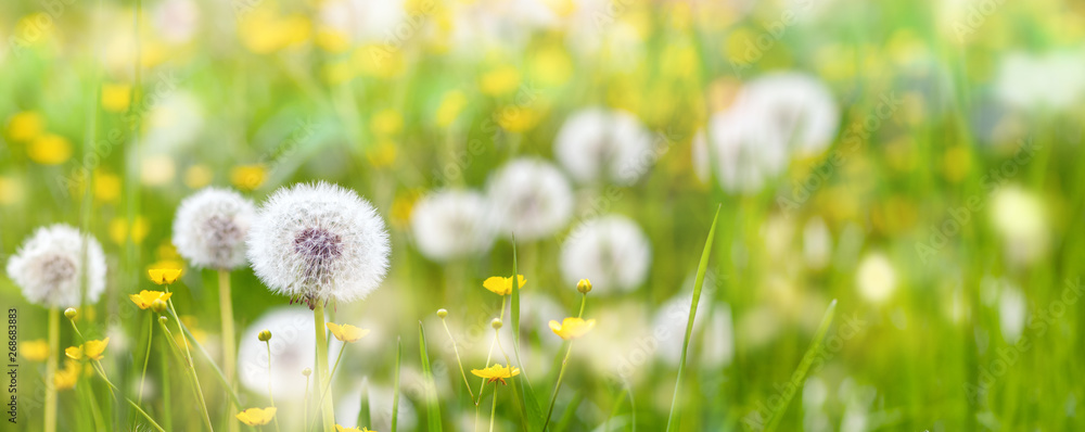 Banner Pusteblumen auf einer Wiese mit Butterblumen Stock Photo | Adobe ...