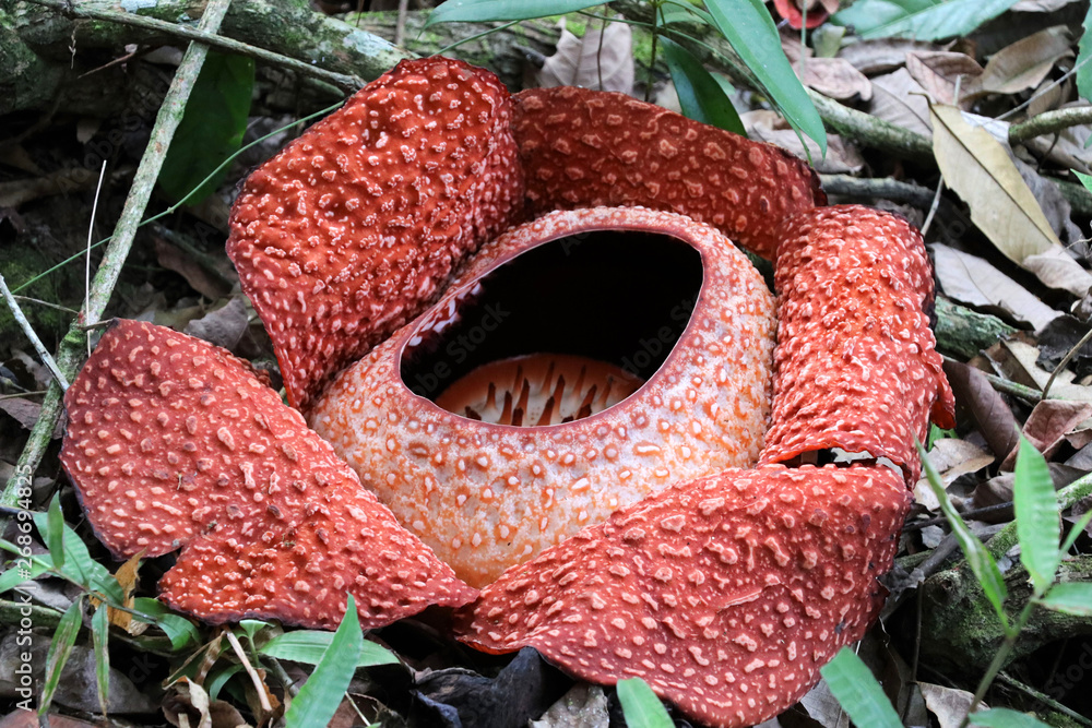 Rafflesia (Rafflesia arnoldii) - Borneo Malaysia Asia Stock Photo ...