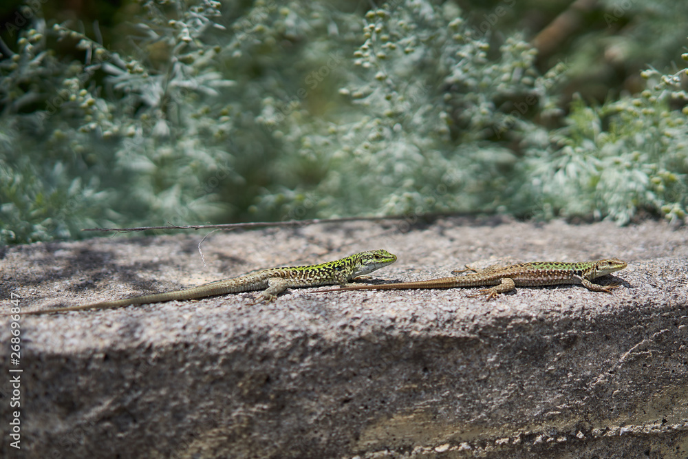 Pair of European green lizards sunning in Sicily, Lacerta viridis, is a ...