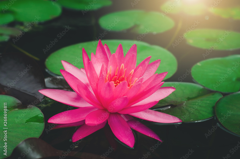 Lotus Flowers In Pond
