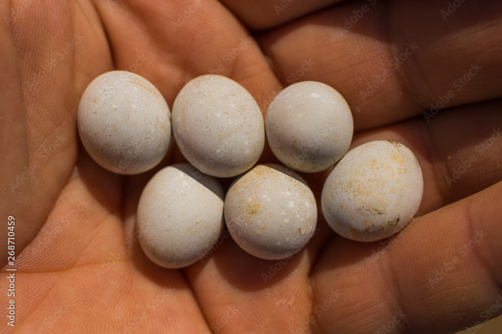 The six egg sand lizard (Lacerta agilis) is a lacertid lizard; on the ...