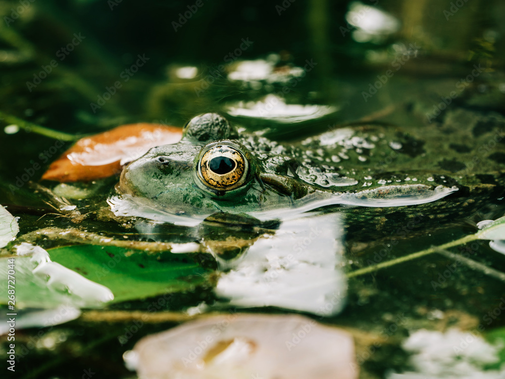 Side view of frog with detailed close-up of the eye in rainforest ...