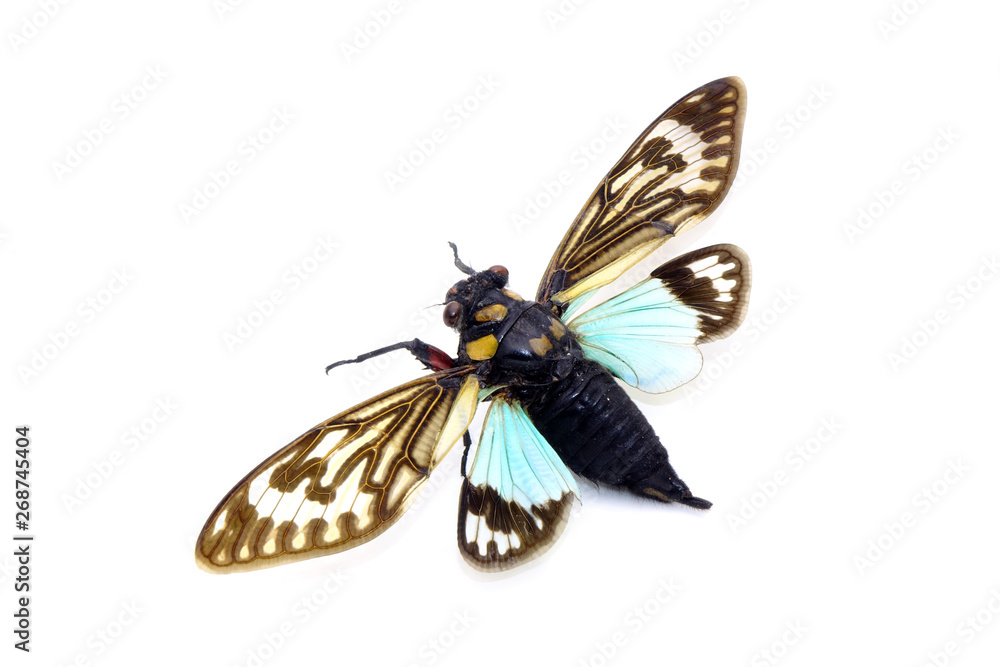 Blue butterfly-wings cicada (Distantalna splendida) is a cicada species ...