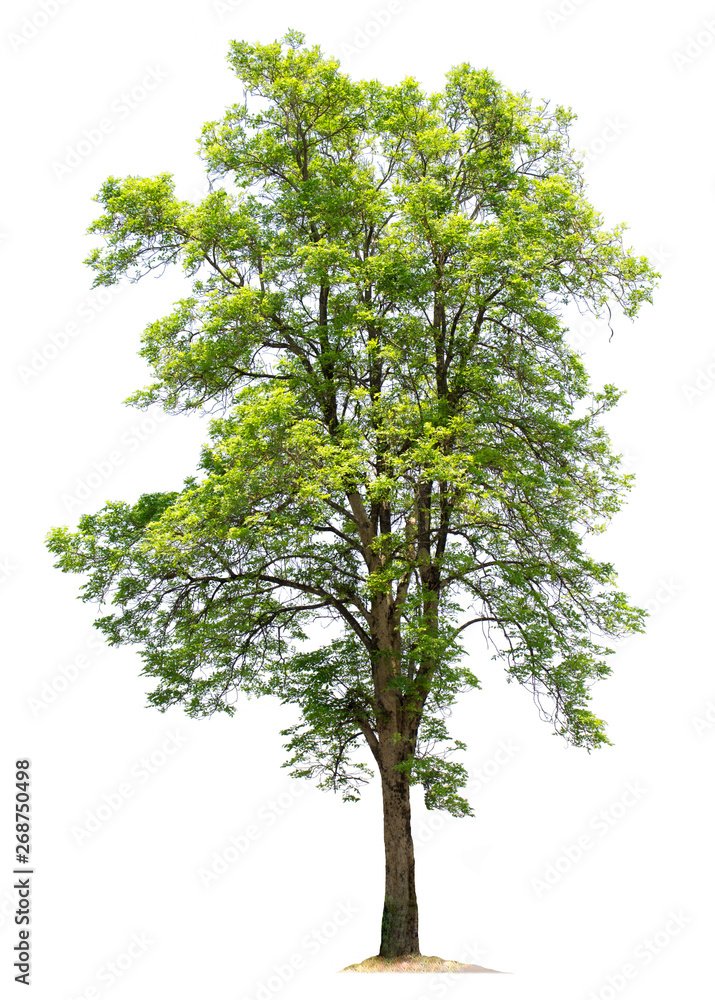 Big tree isolated on white background with clipping paths Stock Photo ...