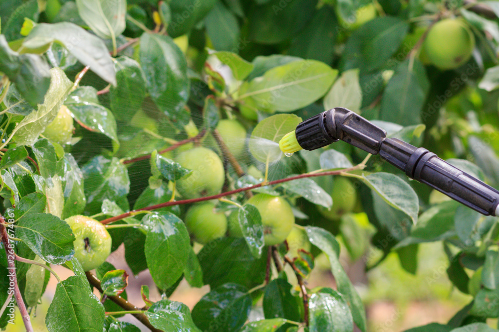 Protecting apple tree from fungal disease or vermin by pressure sprayer ...