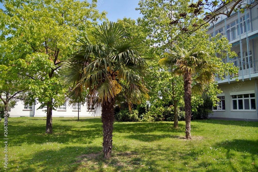 two palm tree "Trachycarpus fortunei". view of Hemp palm Chinese ...