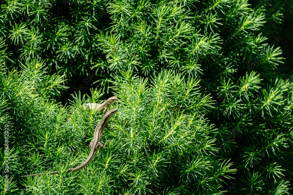 Foto de Close-up of two beautiful little meadow lizards. Lizard ...