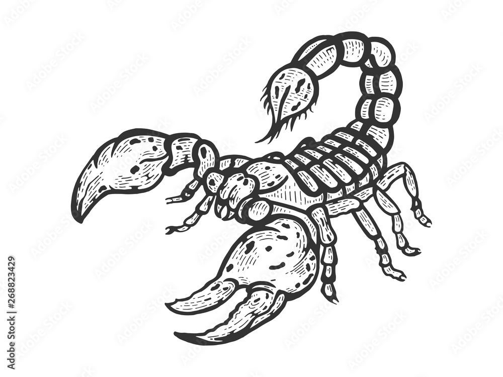 Scorpion sketch line art engraving vector illustration. Scratch board ...