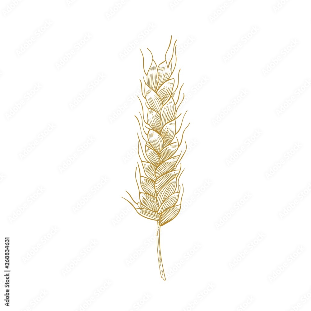 Wheat Botanical Drawing