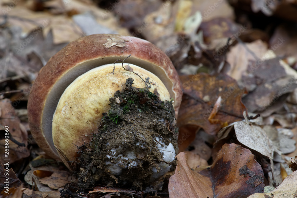 Young, very tasty edible mushroom Boletus pinophilus growing in the ...