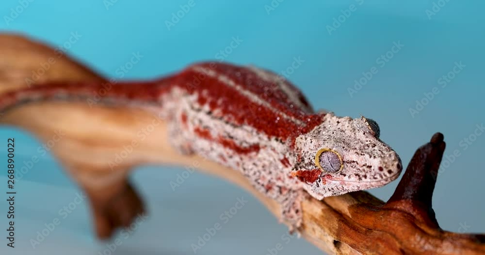 Video Stock Female Gargoyle Gecko with white and red stripes on a ...