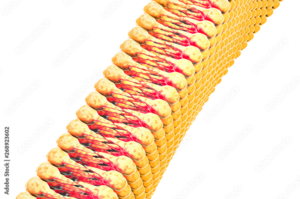 Lipid formation, fat in the human body. View under the microscope. 3d ...