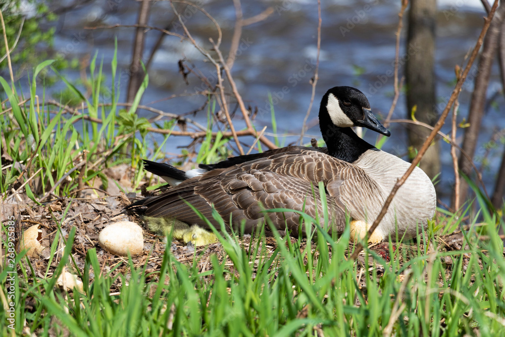 A female Canada goose in her nest hatching eggs with her goslings under ...