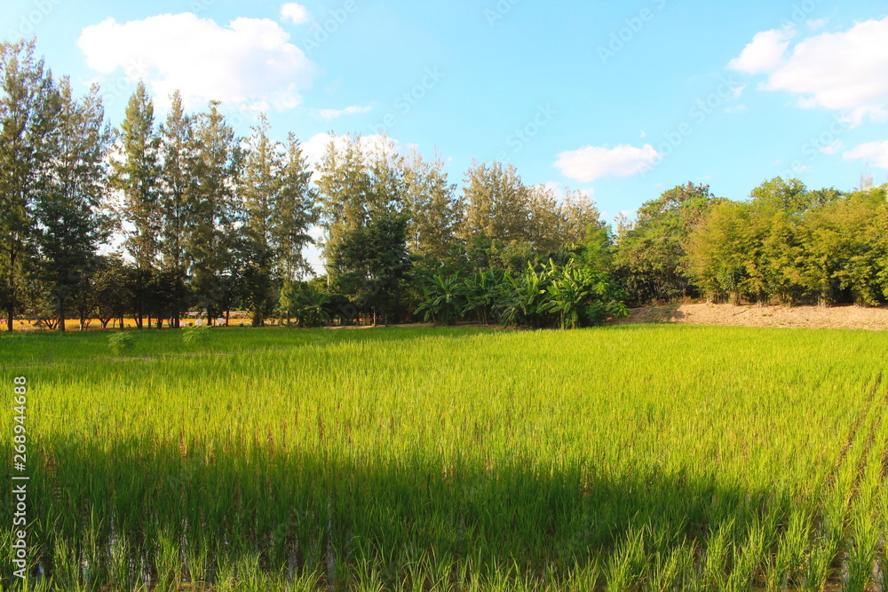 Jim Thompson Farm. Beautiful and eco-friendly farm where you can see ...
