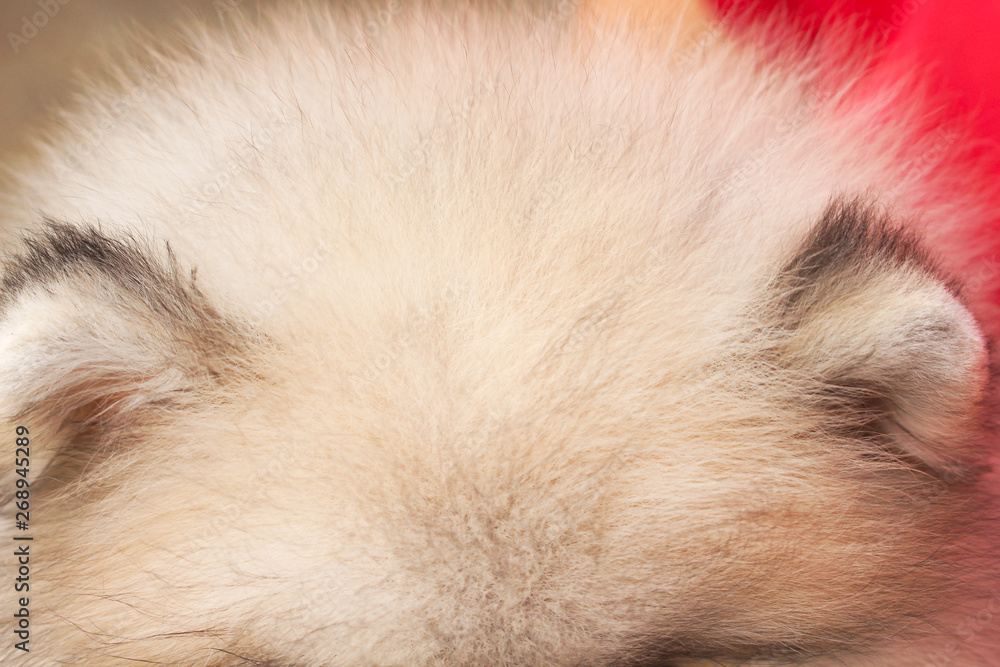 Ears close up top view of white brown fluffy pomeranian dog fur ...