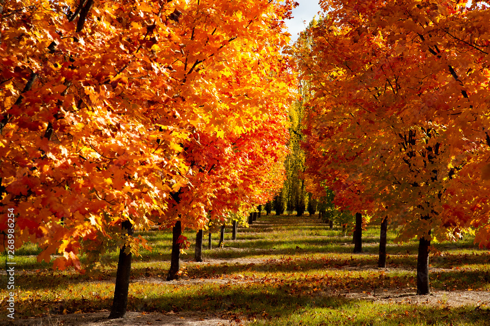 Colorful autumn with red, yellow, and orange leaves from maple trees ...