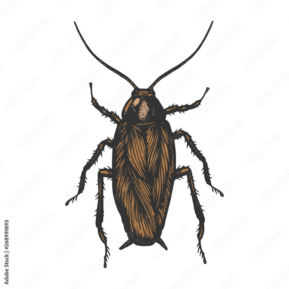 Cockroach bug insect color sketch line art engraving vector ...