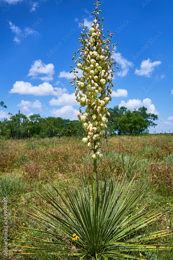 Yucca Flower In Desert