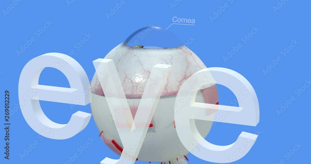 Anatomy of the human eye. Part 1. Accurate, highly detailed and ...