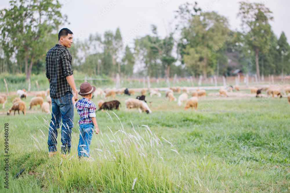 father and son in sheep farm; Farmers take care and feed the animals on ...