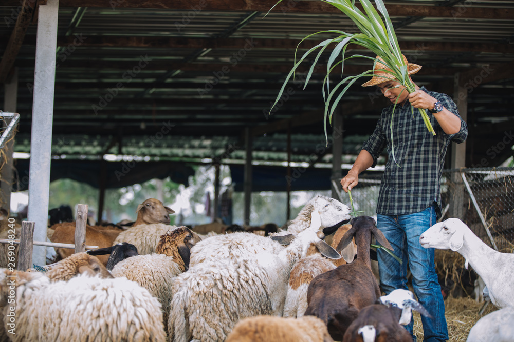 Farmers take care and feed the animals on the farm.sheep and goat in ...
