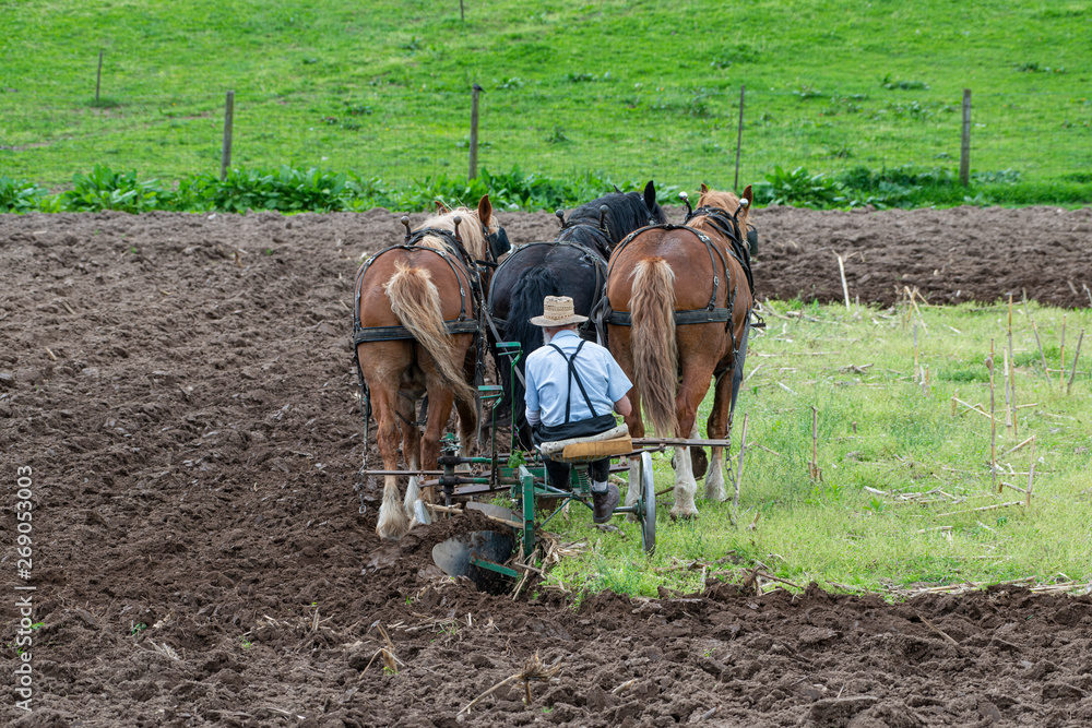 Amish Working In Field
