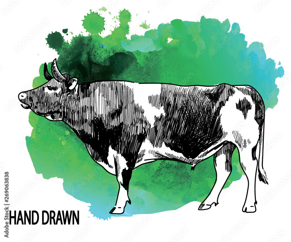 Big young bull. Cow. Drawing by hand in vintage style. Children's ...