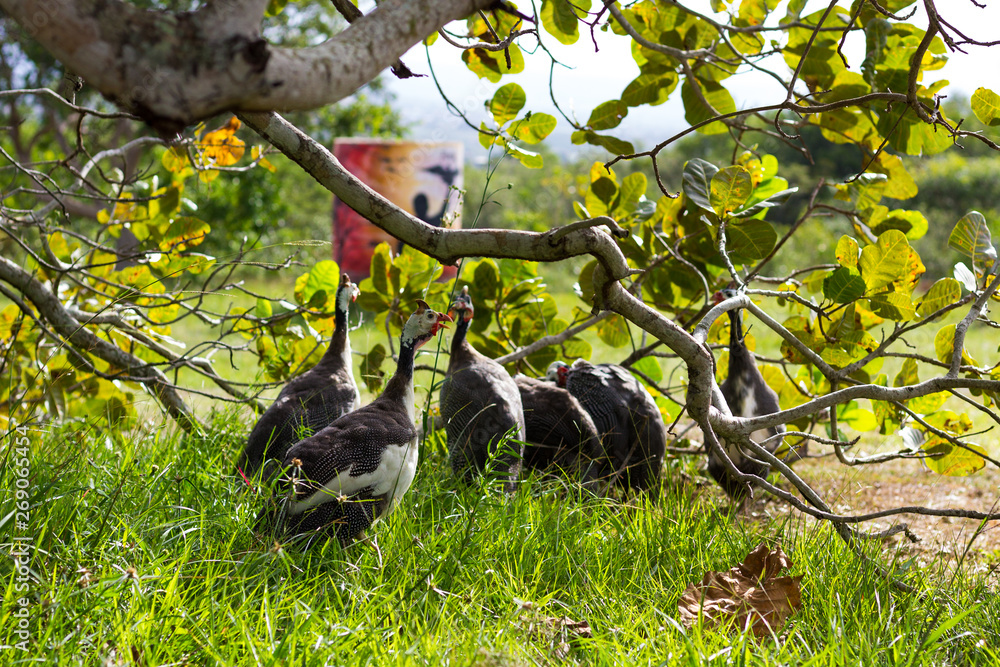Galinha de angola Stock Photo | Adobe Stock