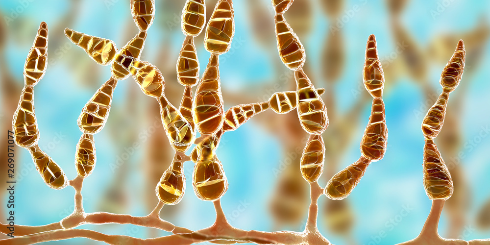 Mold Alternaria alternata, allergic fungus, 3D illustration. Alternaria ...