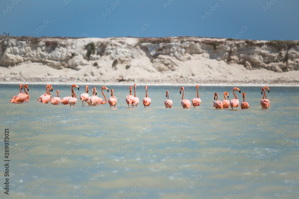 Flamingos are on the river. Some flamingos are flying over the river in ...