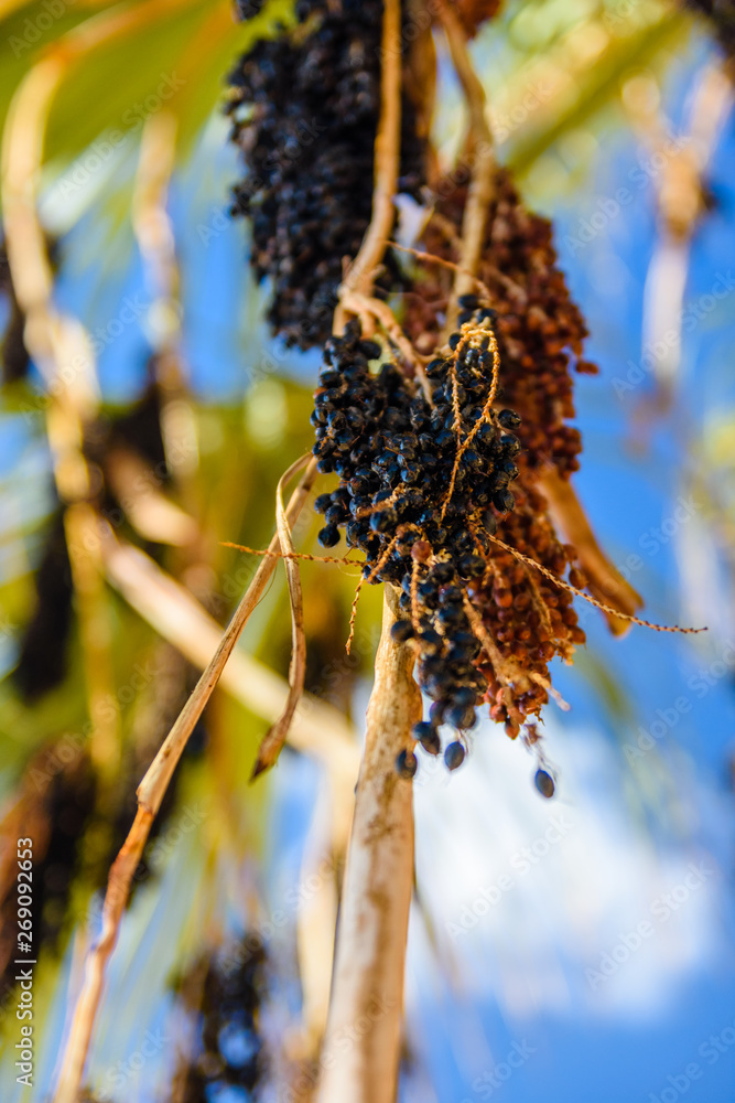 Ripe fruits of trachycarpus palm tree Stock Photo | Adobe Stock