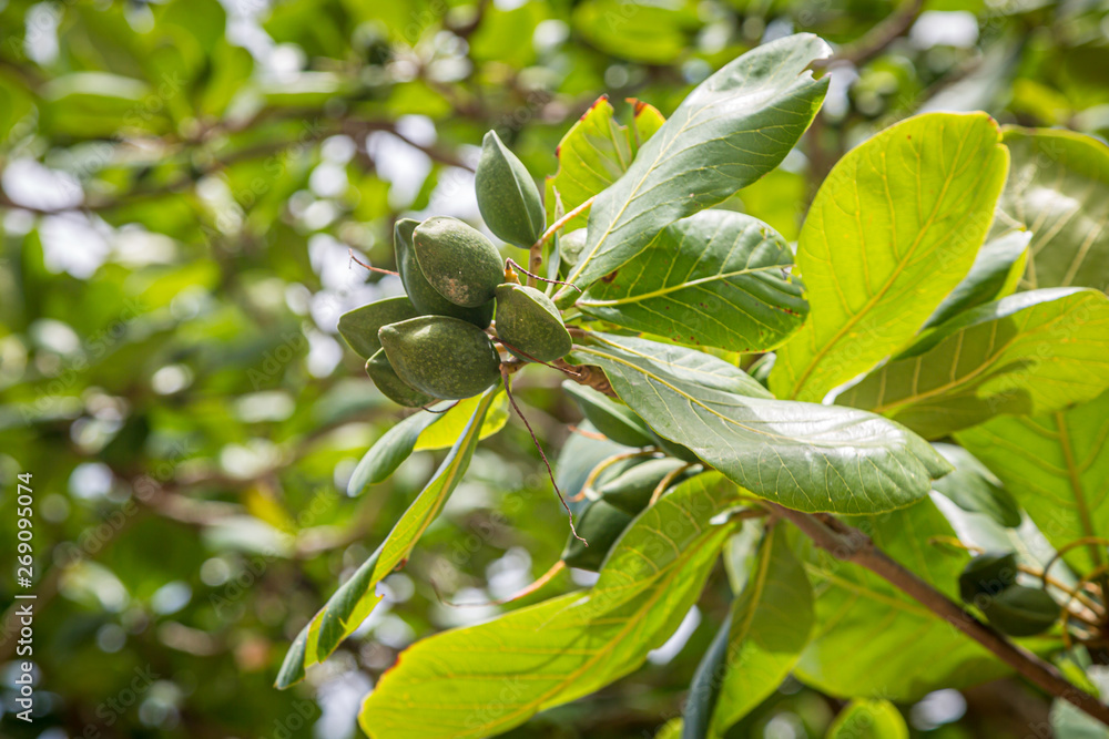 A Tropical Almond Tree on the Island of Barbados, with a Shallow Depth ...